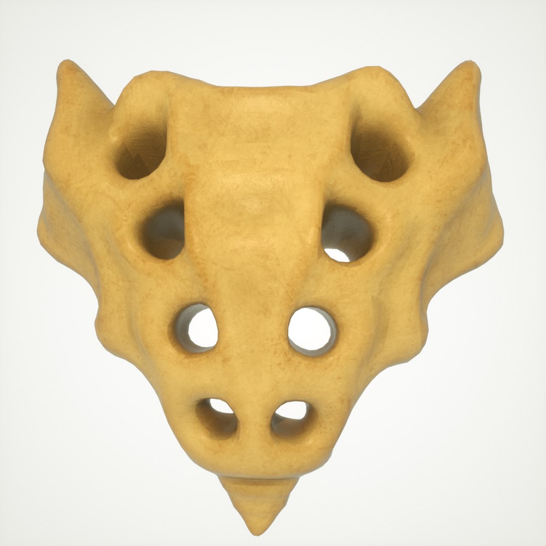 Human Sacrum Spine 3D Model - TurboSquid 1381130