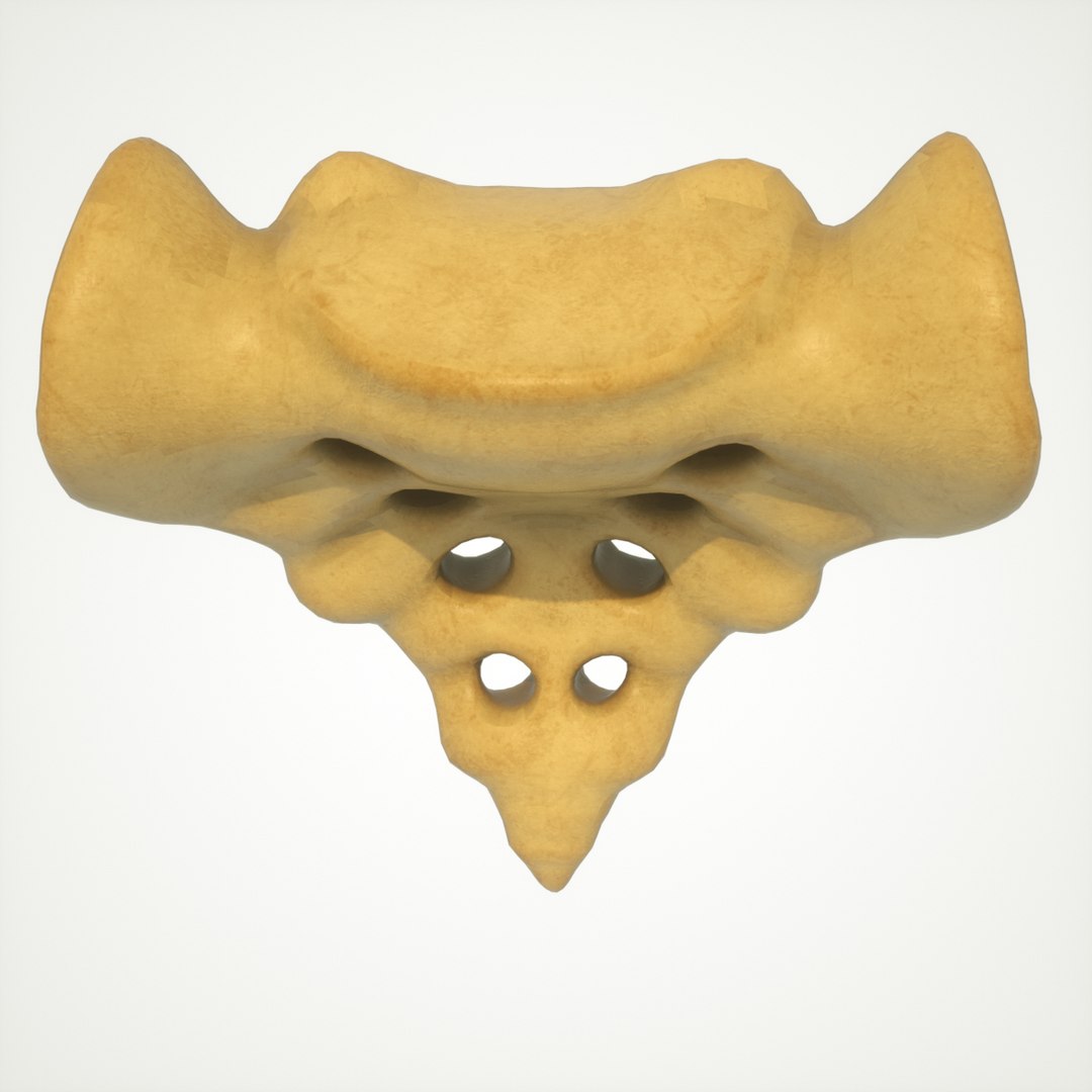 Human Sacrum Spine 3D Model - TurboSquid 1381130