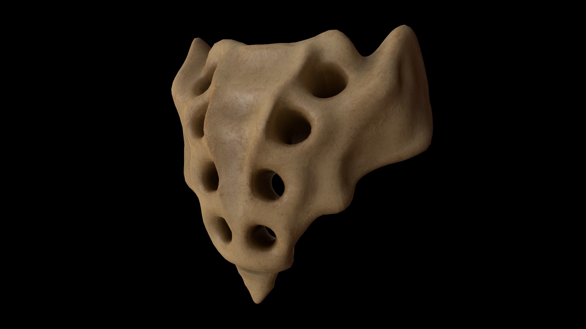 Human Sacrum Spine 3D Model - TurboSquid 1381130