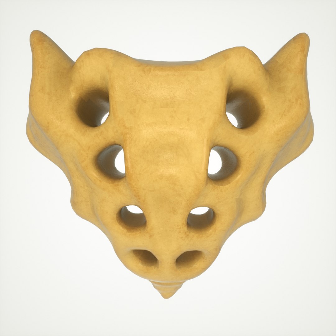 Human Sacrum Spine 3D Model - TurboSquid 1381130