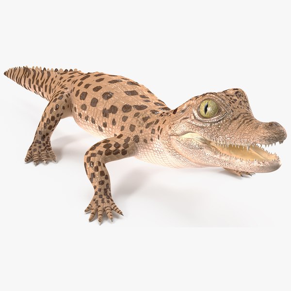 Free 3D Crocodile Models | TurboSquid