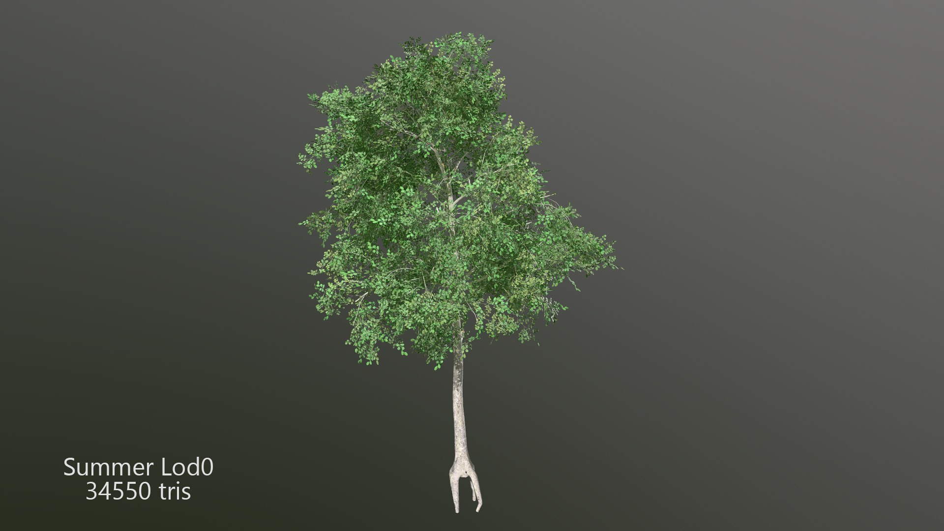 3D Model Aspen Tree - - TurboSquid 1401664