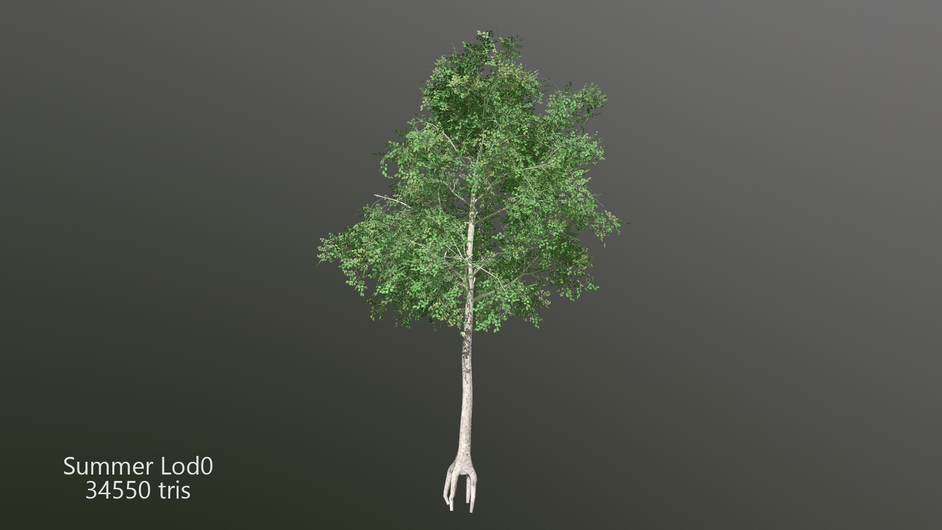 3D Model Aspen Tree - - TurboSquid 1401664