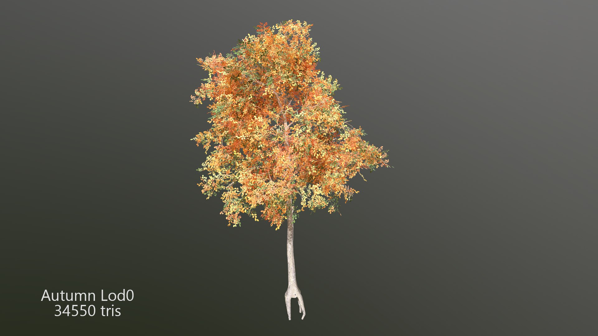 3D Model Aspen Tree - - TurboSquid 1401664