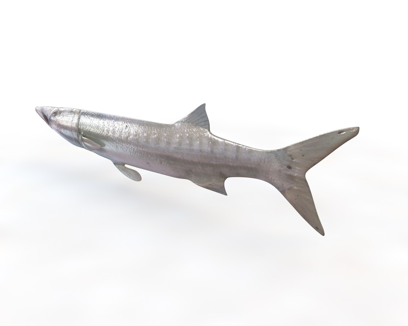 3D Fish - TurboSquid 1551942