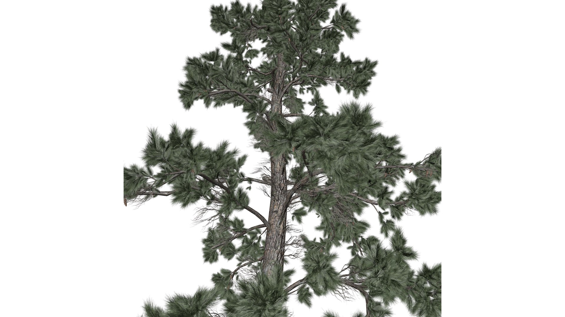 3D Eastern White Pine - 05 - - TurboSquid 2373454