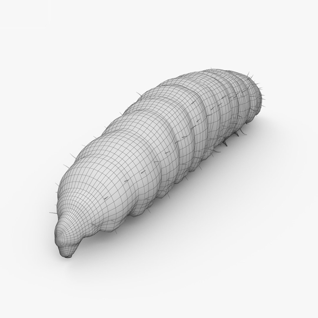 Maggot insect nature model - TurboSquid 1629268