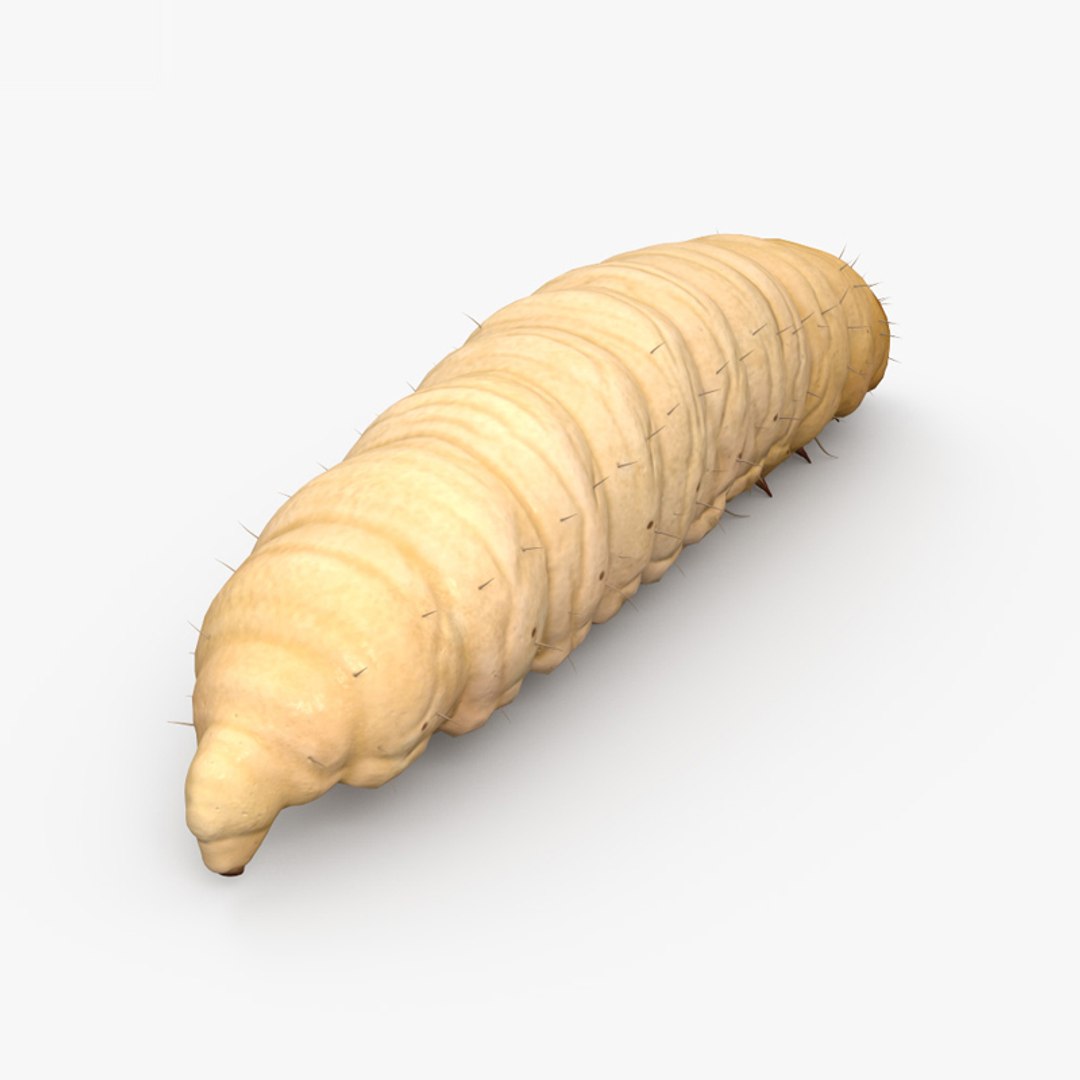 Maggot insect nature model - TurboSquid 1629268