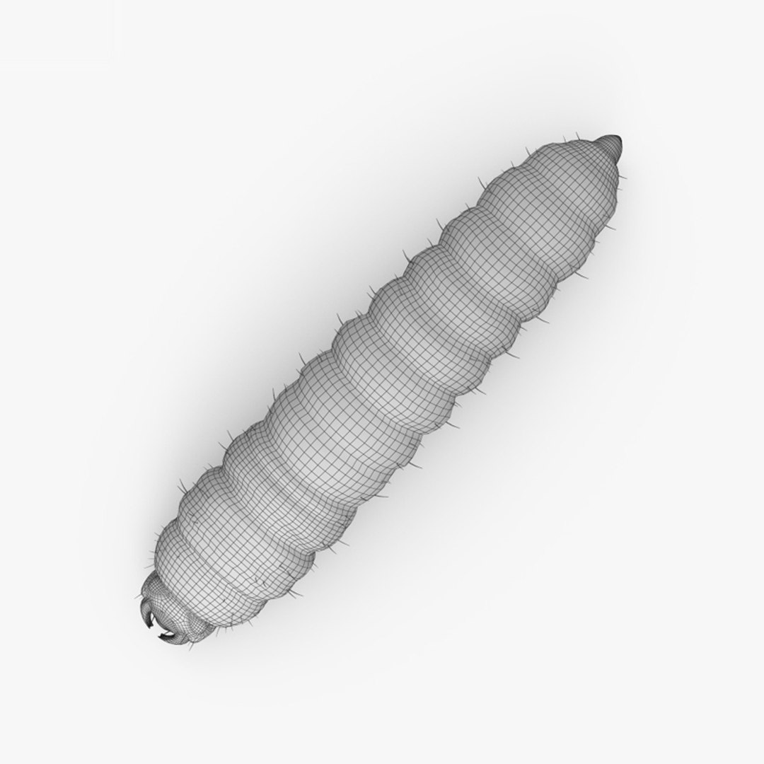 Maggot insect nature model - TurboSquid 1629268