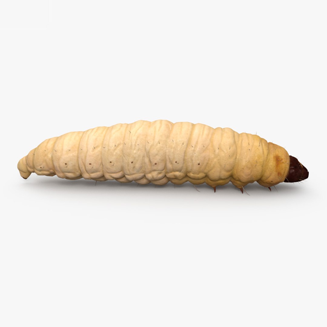 Maggot insect nature model - TurboSquid 1629268
