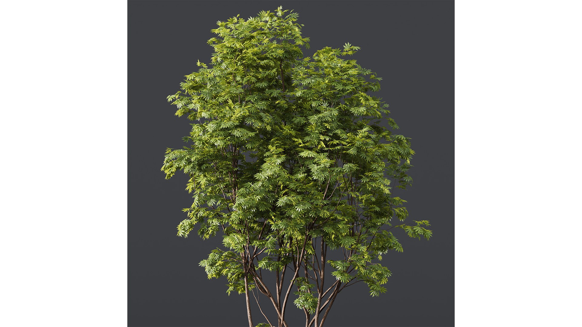 3D Model Ash Maple And Indian Bean - TurboSquid 2148724