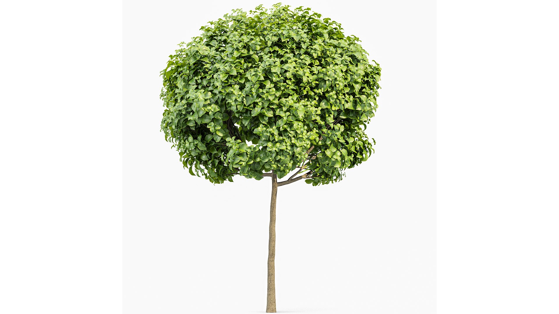 3D Model Ash Maple And Indian Bean - TurboSquid 2148724