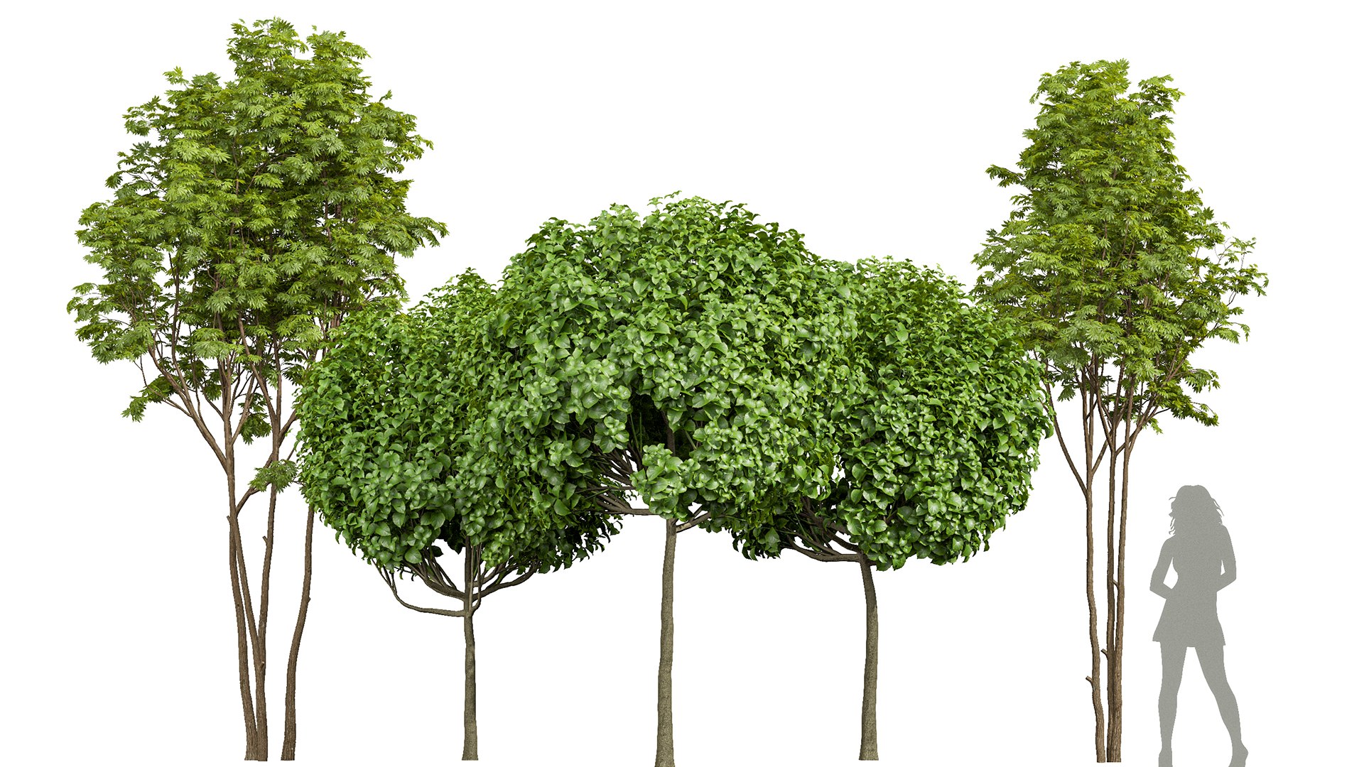 3D Model Ash Maple And Indian Bean - TurboSquid 2148724