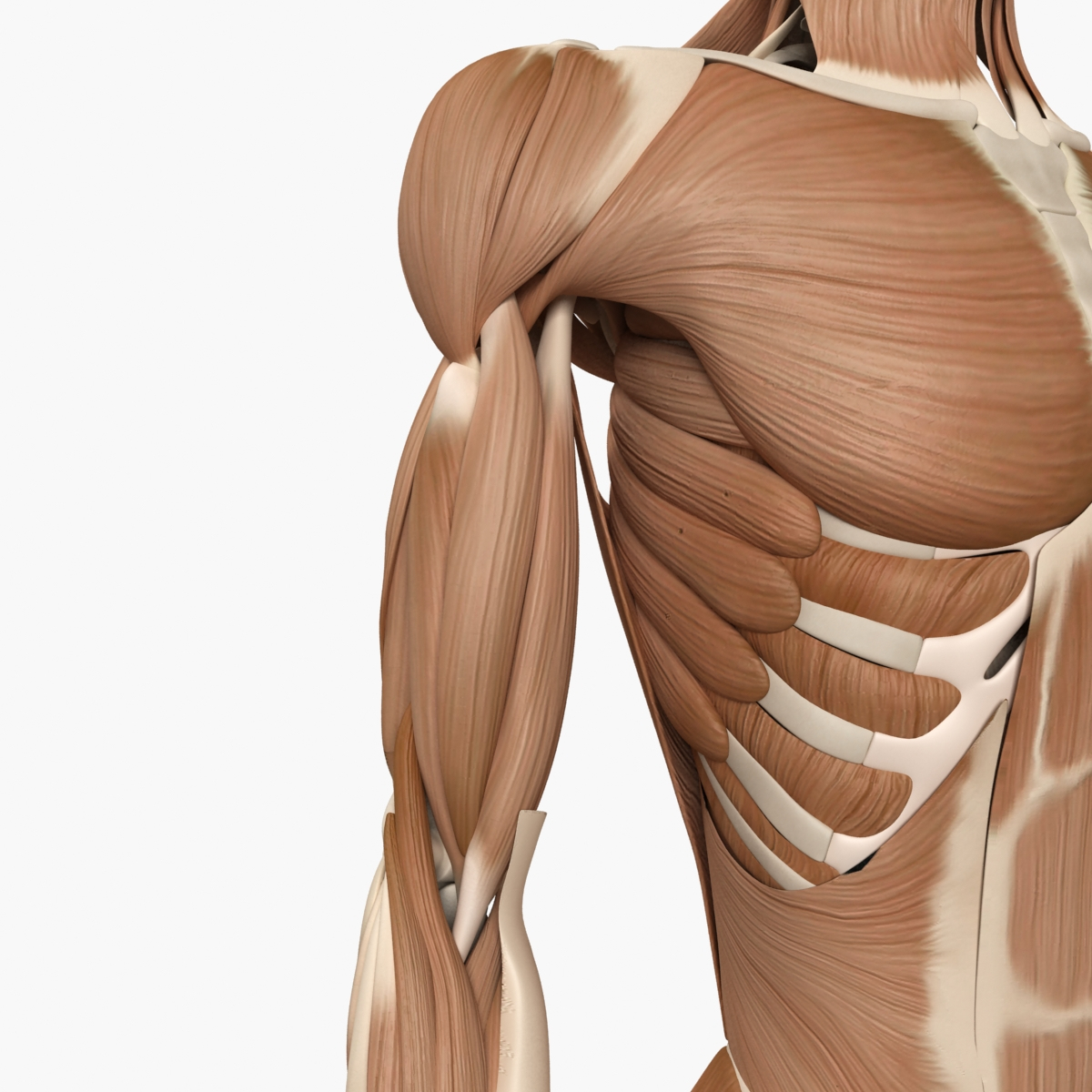 3d human muscle anatomy bones