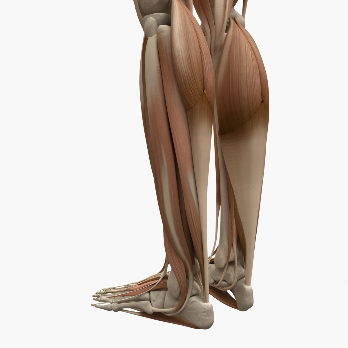3d human muscle anatomy bones