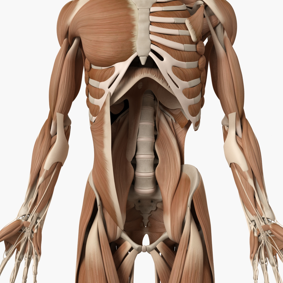 3d human muscle anatomy bones