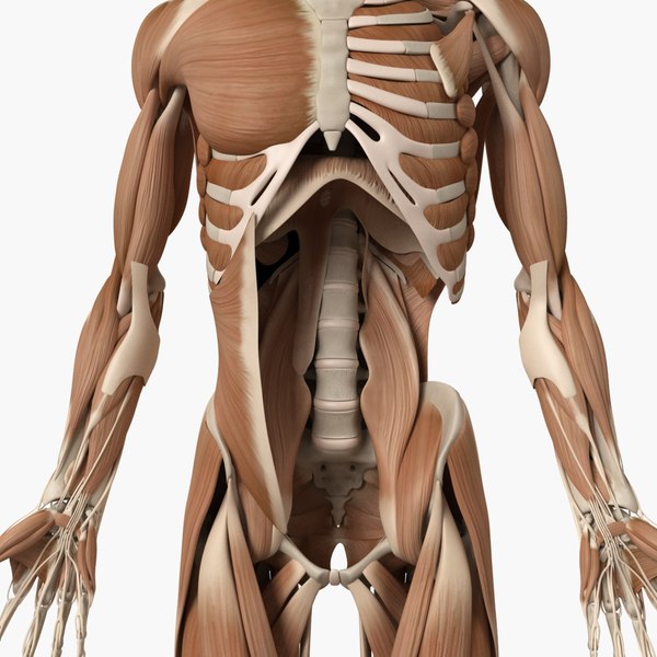 modelo 3d sistema muscular - TurboSquid 838279