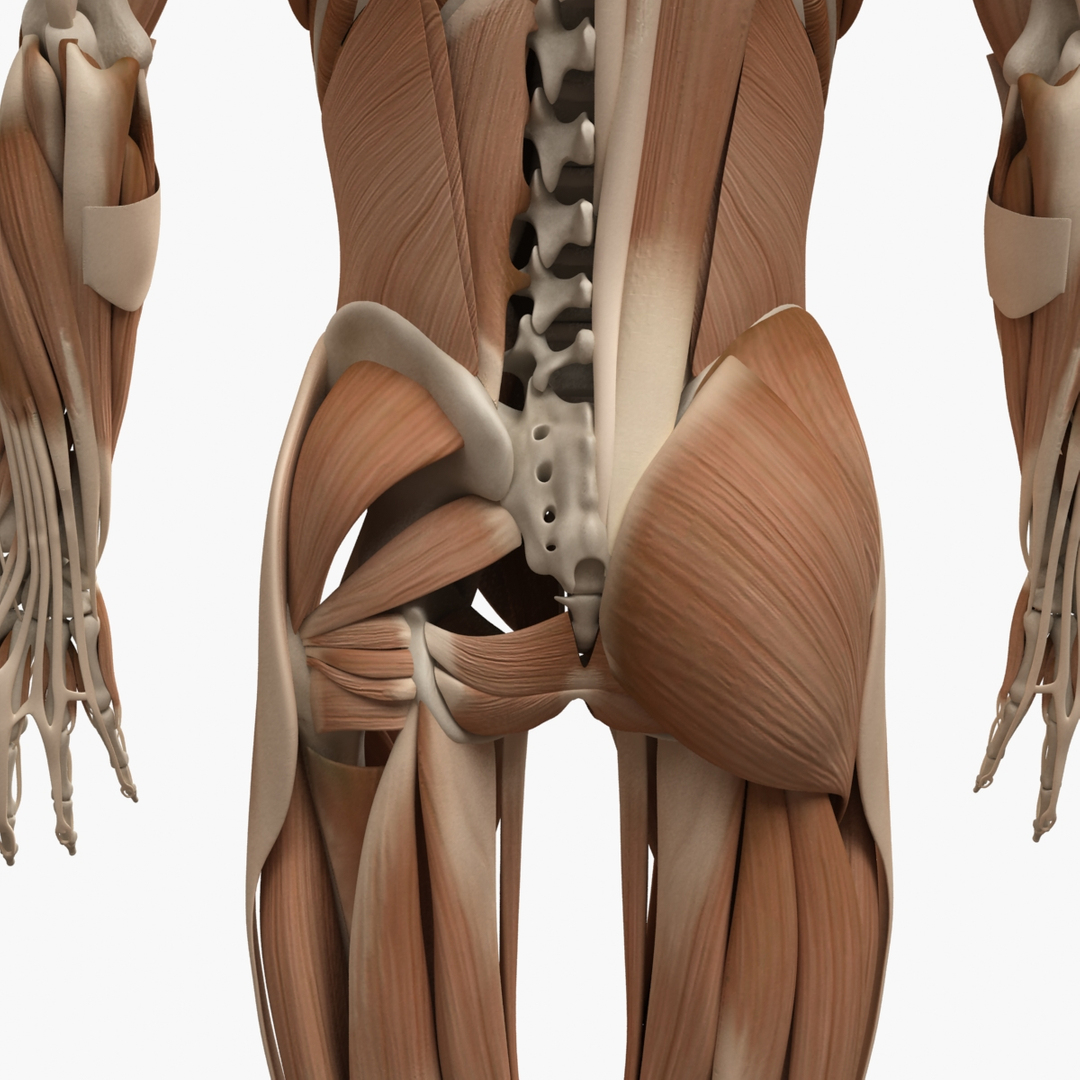 3d human muscle anatomy bones