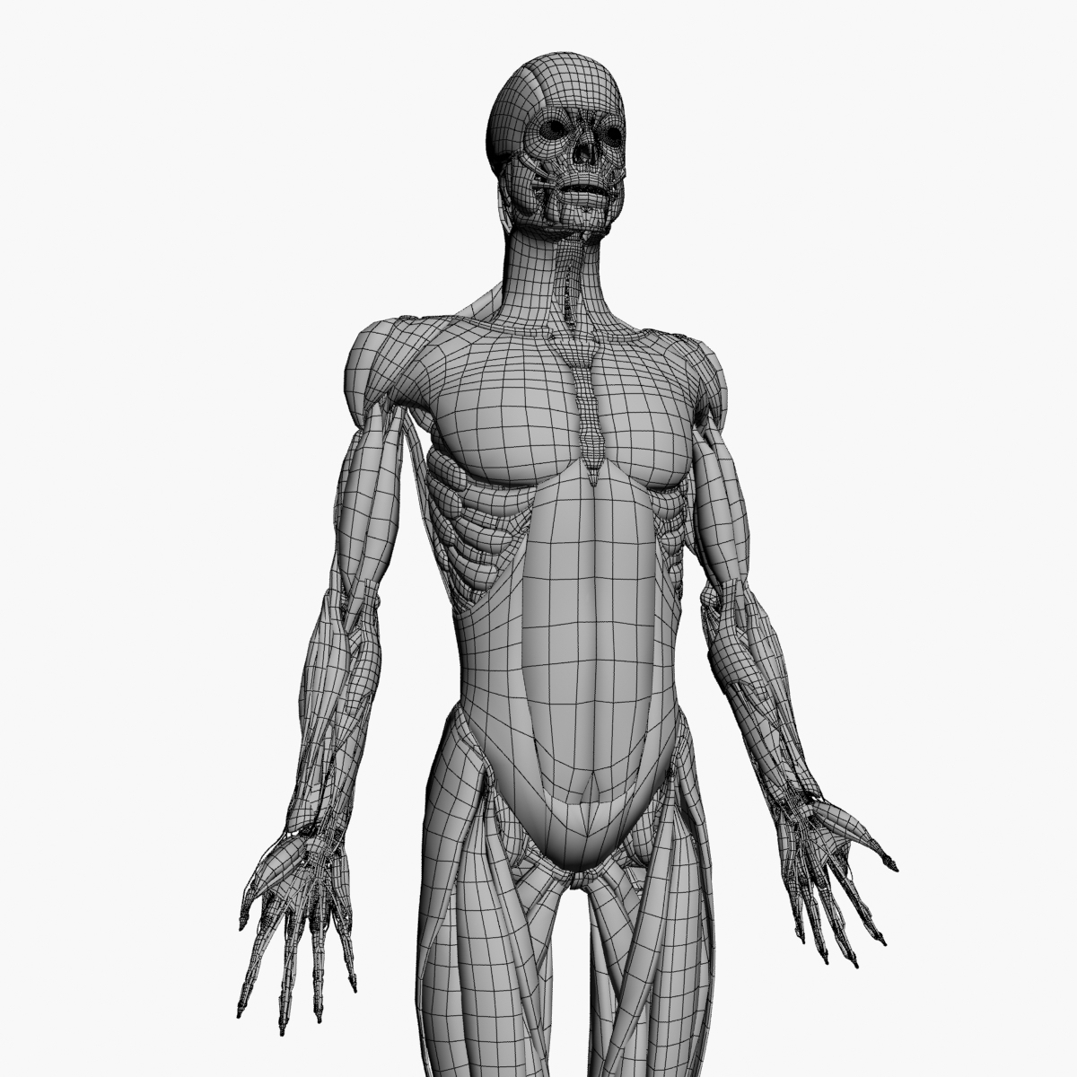 3d human muscle anatomy bones