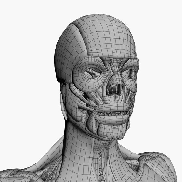3d human muscle anatomy bones