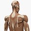 3d Human Muscle Anatomy Bones