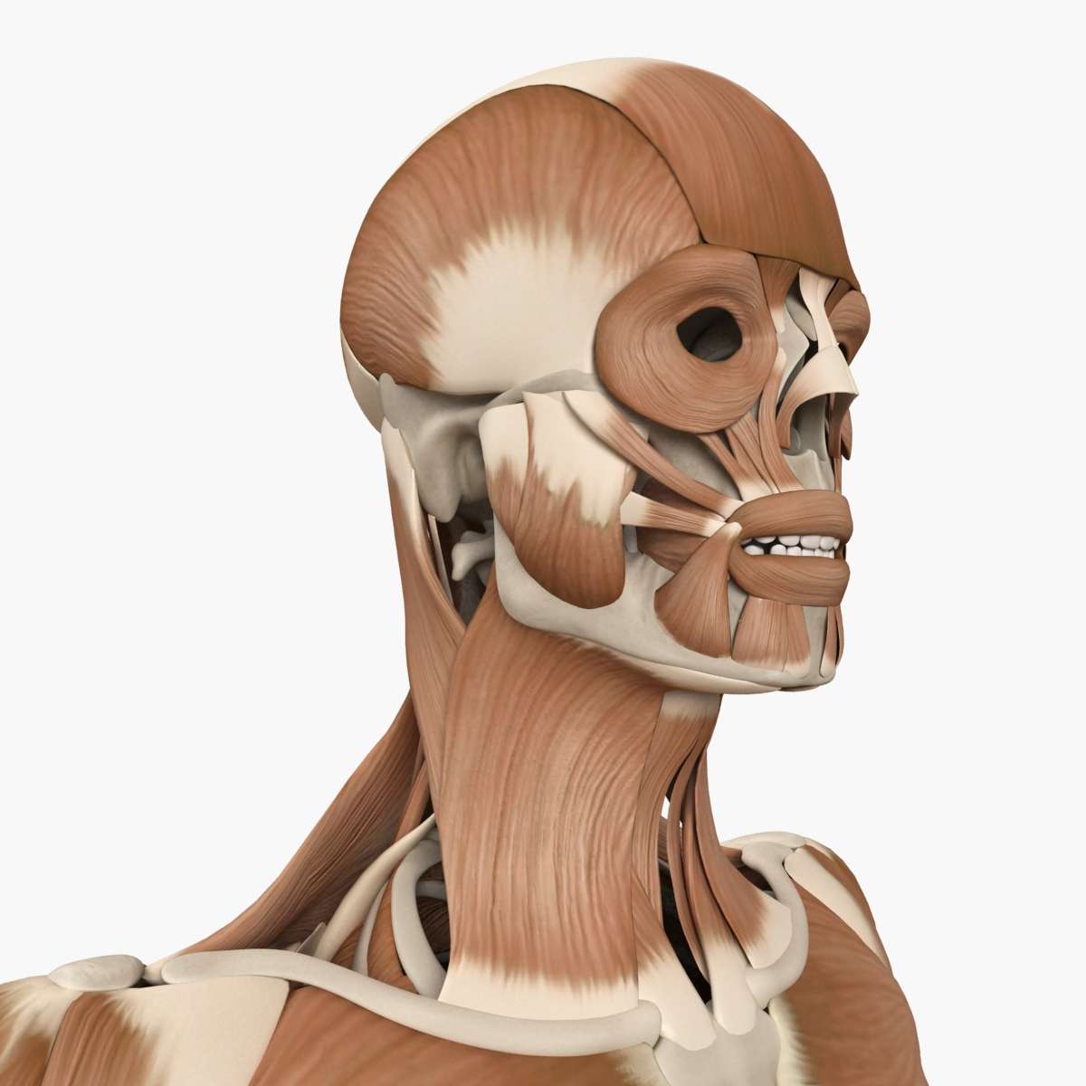 3d human muscle anatomy bones