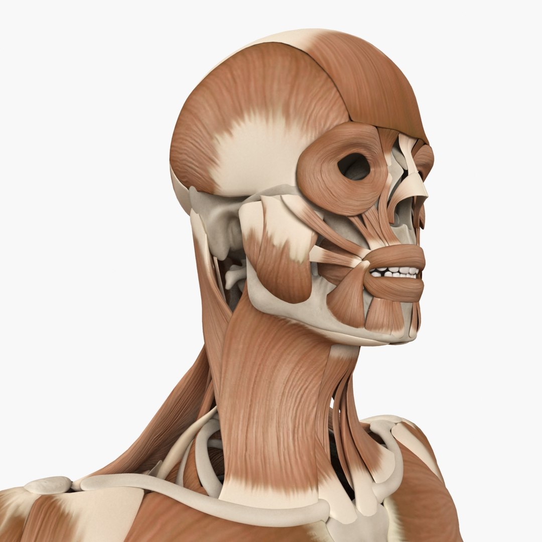 3d Human Muscle Anatomy Bones