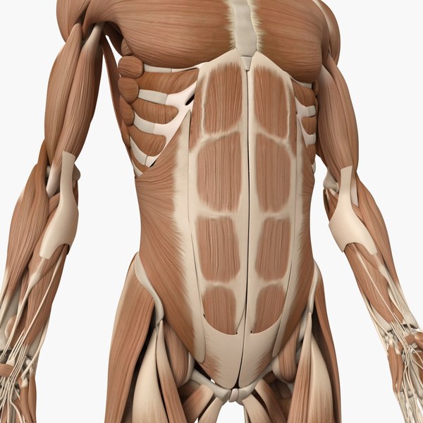3d human muscle anatomy bones