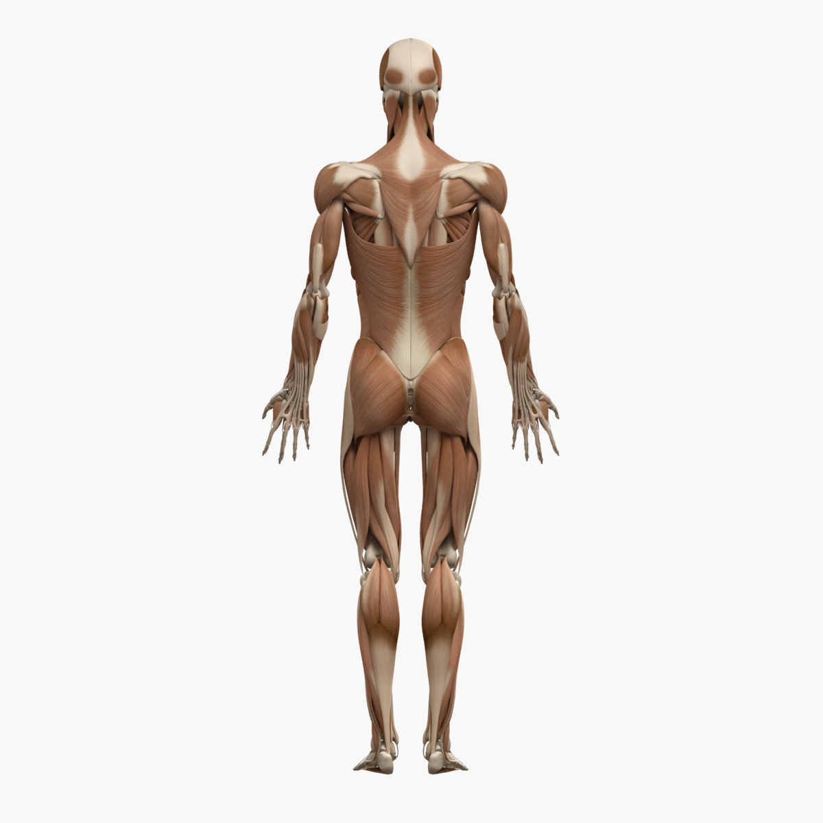 3d human muscle anatomy bones