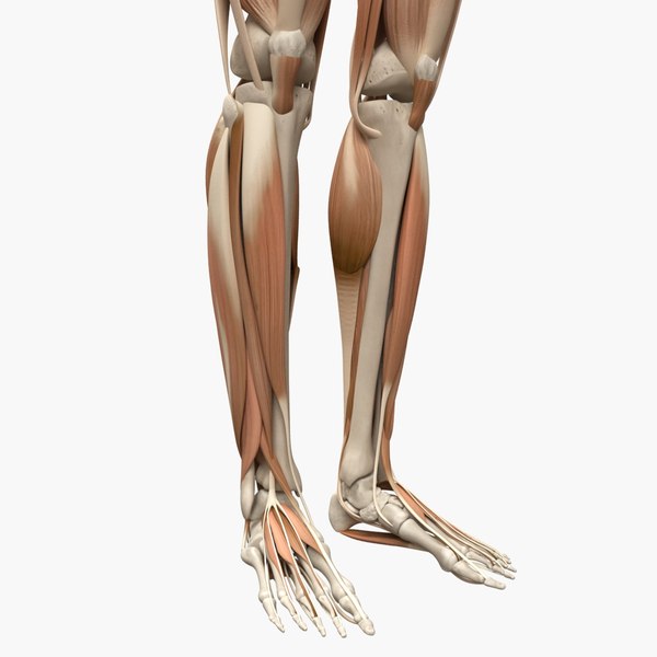 3d human muscle anatomy bones