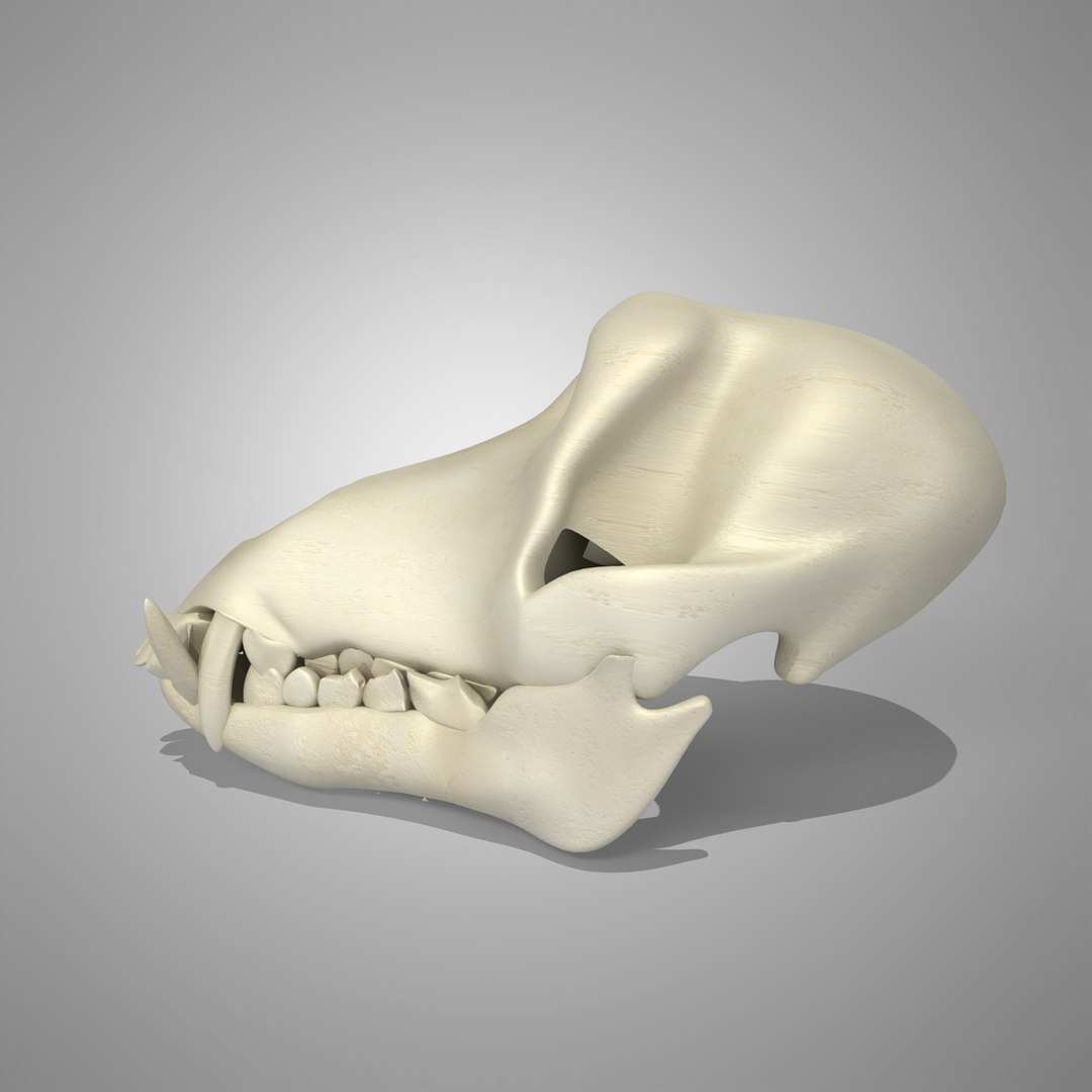 Skeleton Monkey 3d Max