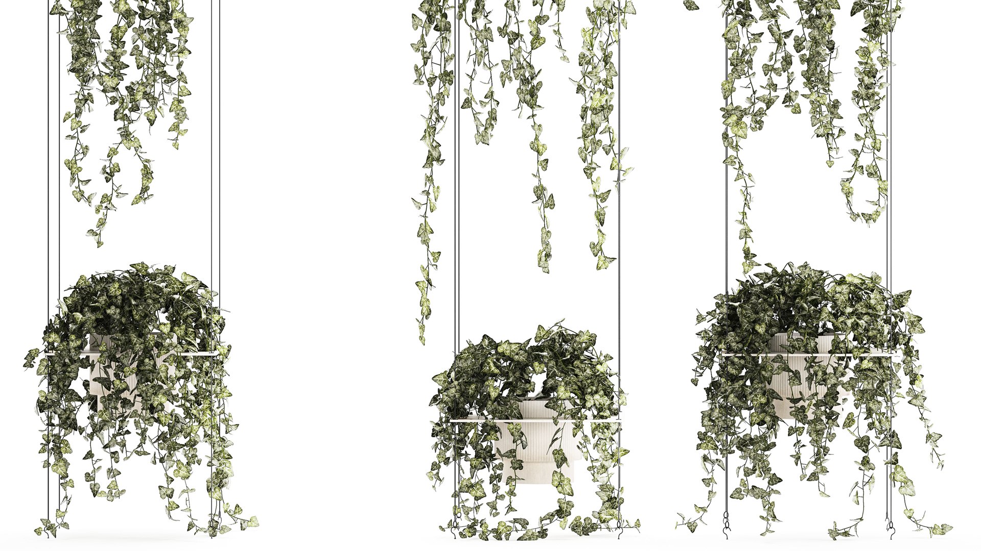 Shelf hanging on cables with ivy Hedera hanging plants 1424 3D model ...