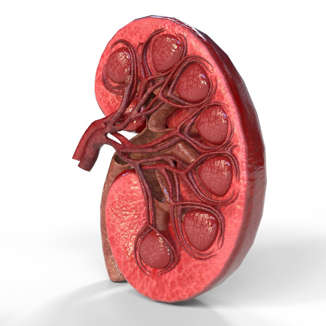 3D Model Kidney Section - TurboSquid 1820246
