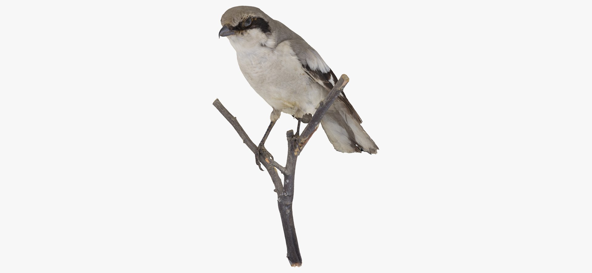 3D Great Grey Shrike (Lanius Excubitor) 01 RAW Scan - TurboSquid 1957015