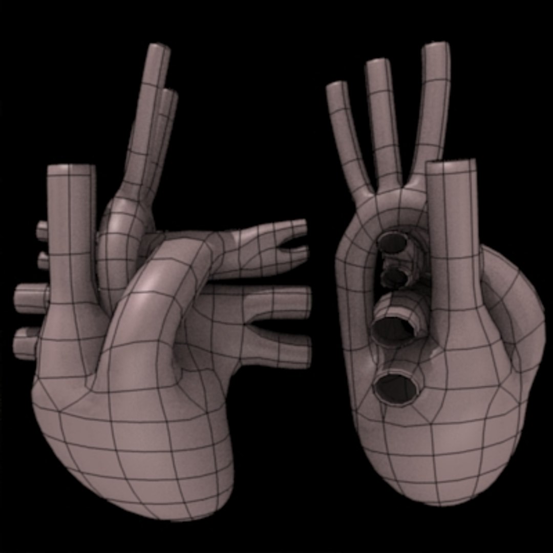 Dxf Human Organs