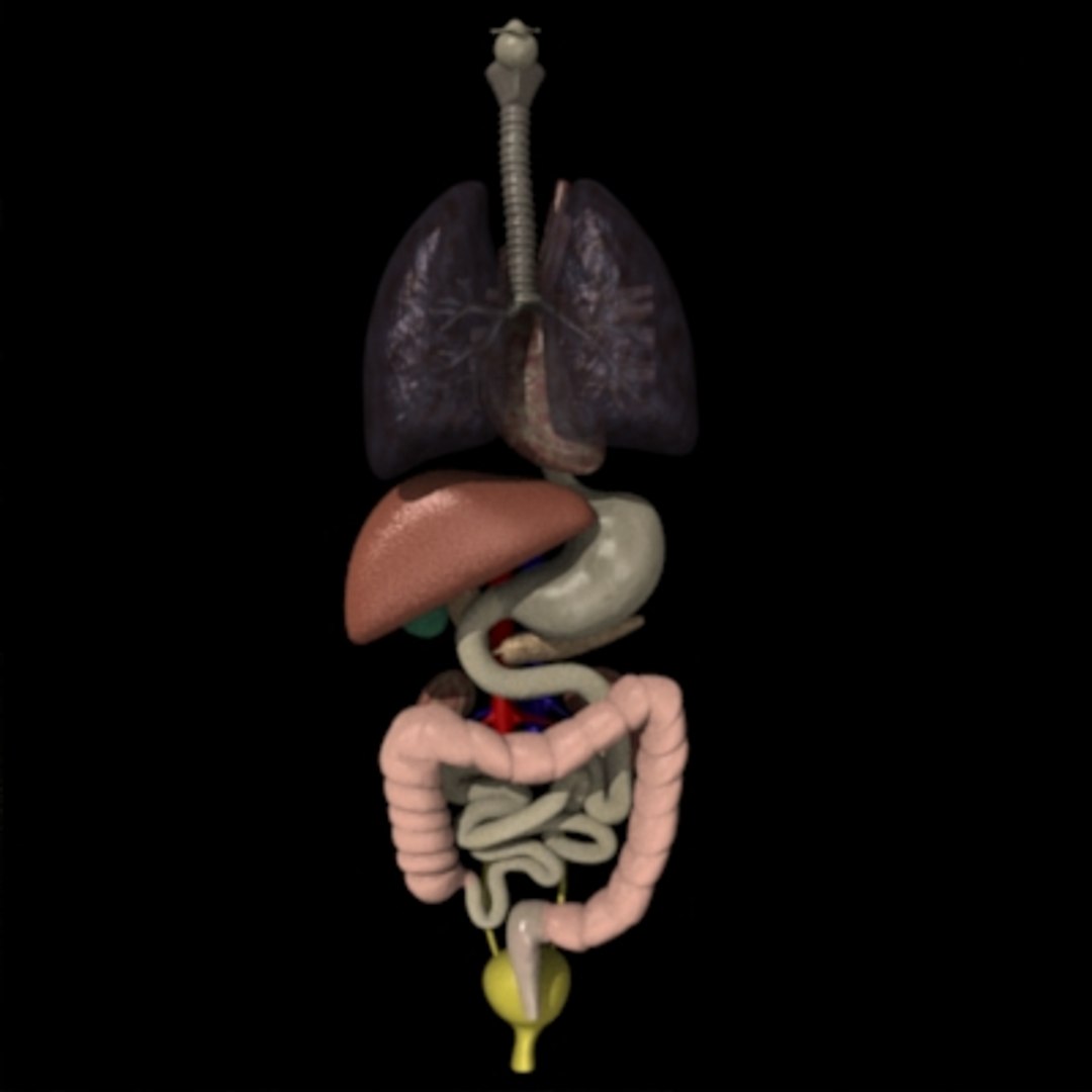 Dxf Human Organs
