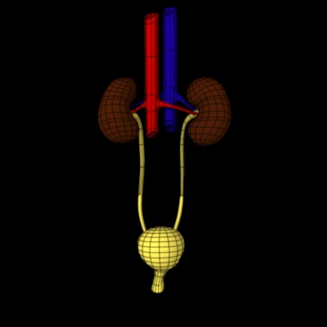 Dxf Human Organs