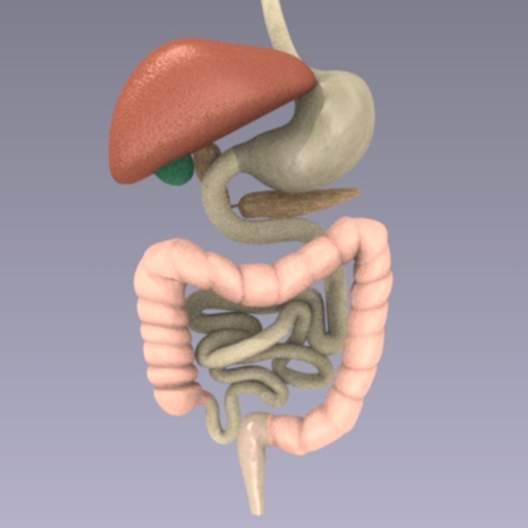 dxf human organs