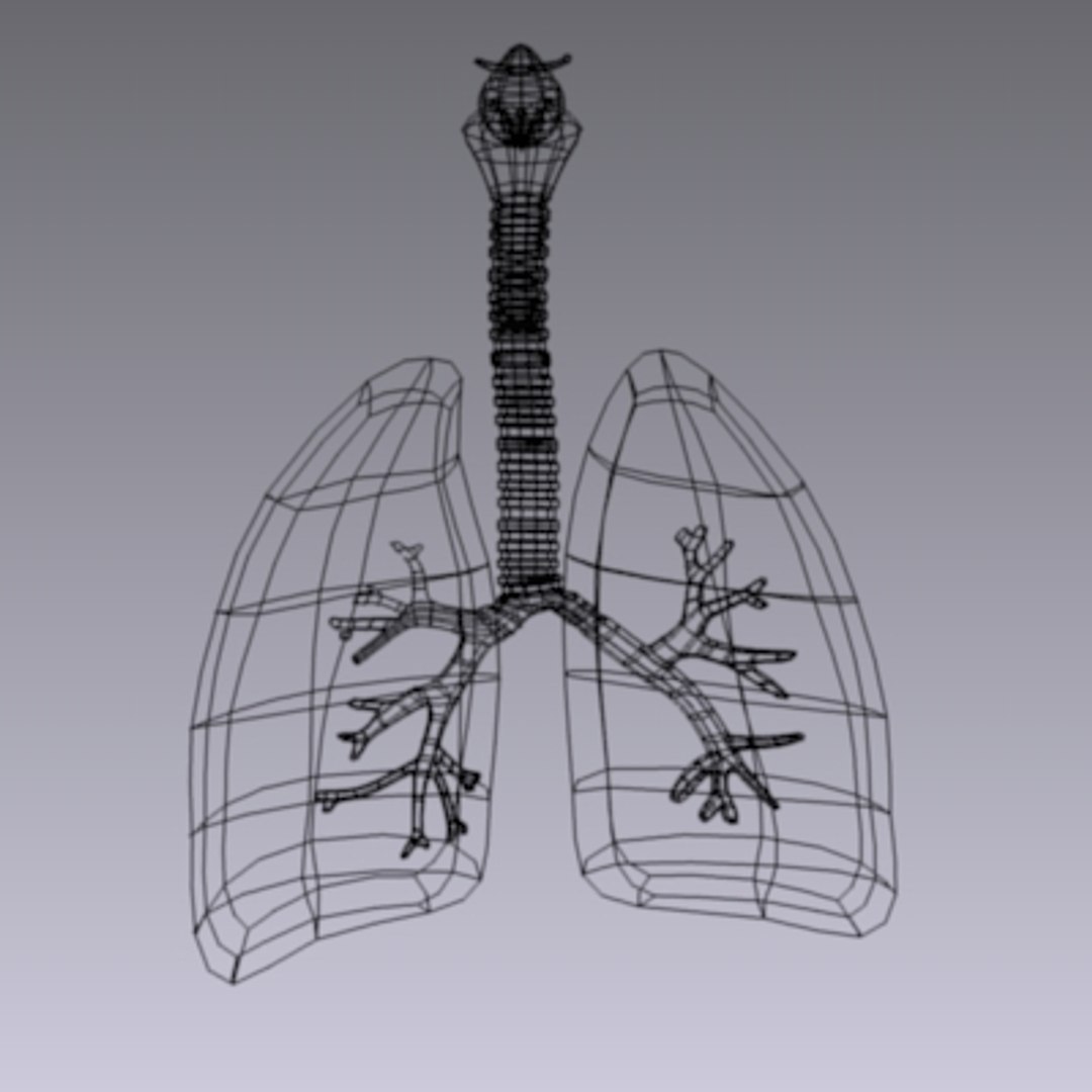 dxf human organs