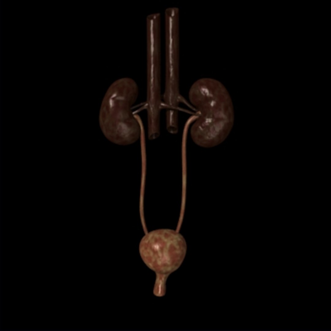 Dxf Human Organs