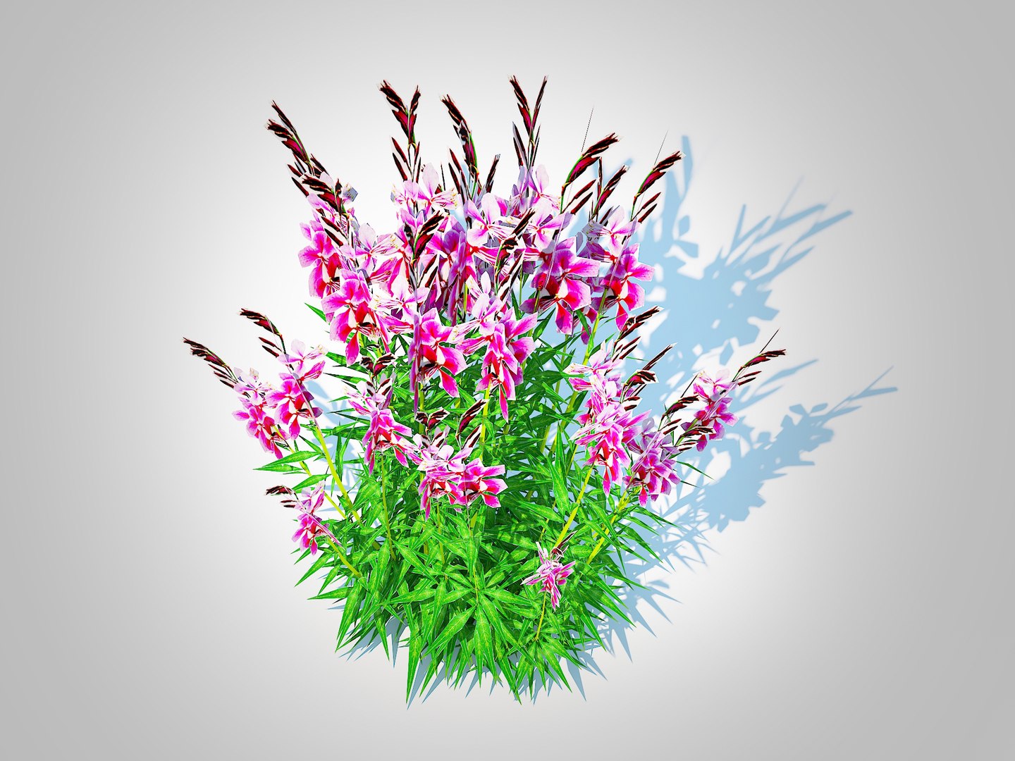 3D Gaura LindheimeriPink Model - TurboSquid 2298965