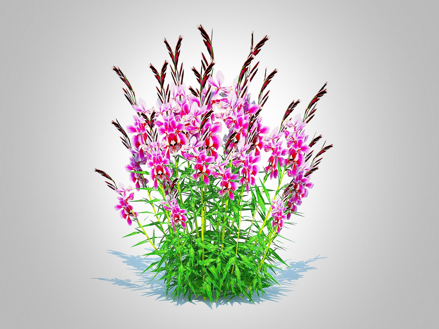 3D Gaura LindheimeriPink Model - TurboSquid 2298965