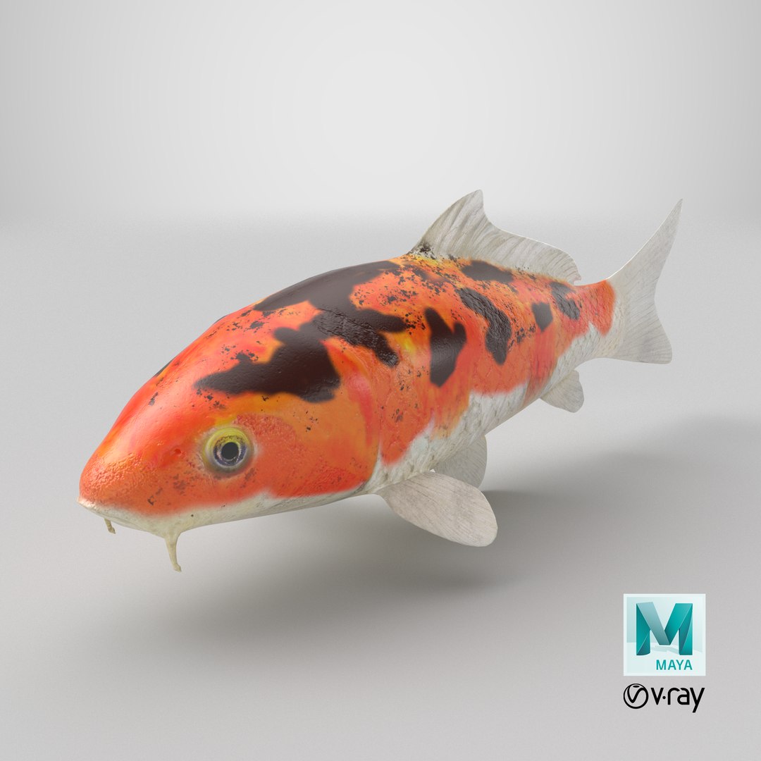 3D Model Koi Fish 2 - TurboSquid 2165616