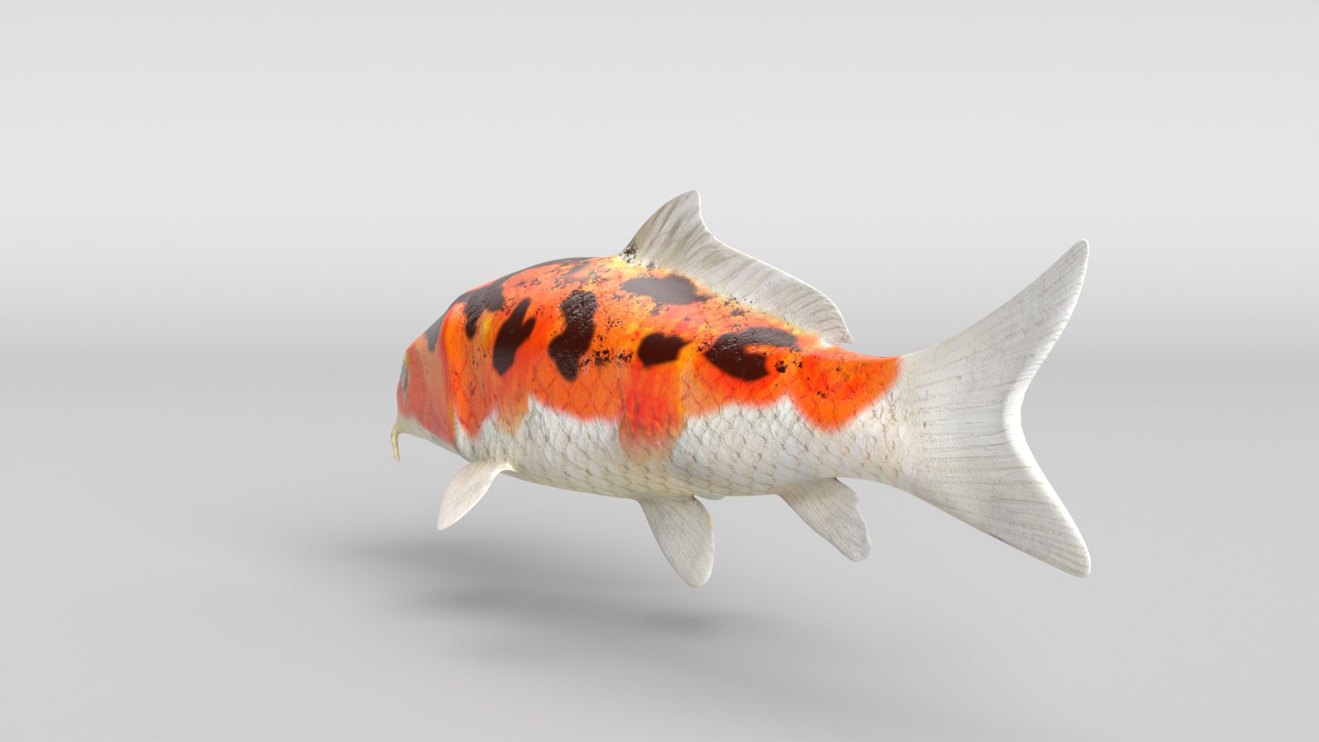 3D Model Koi Fish 2 - TurboSquid 2165616