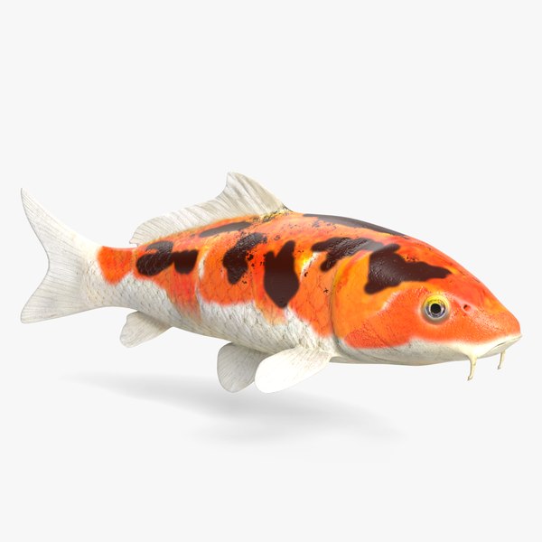 Koi 3D Models for Download | TurboSquid