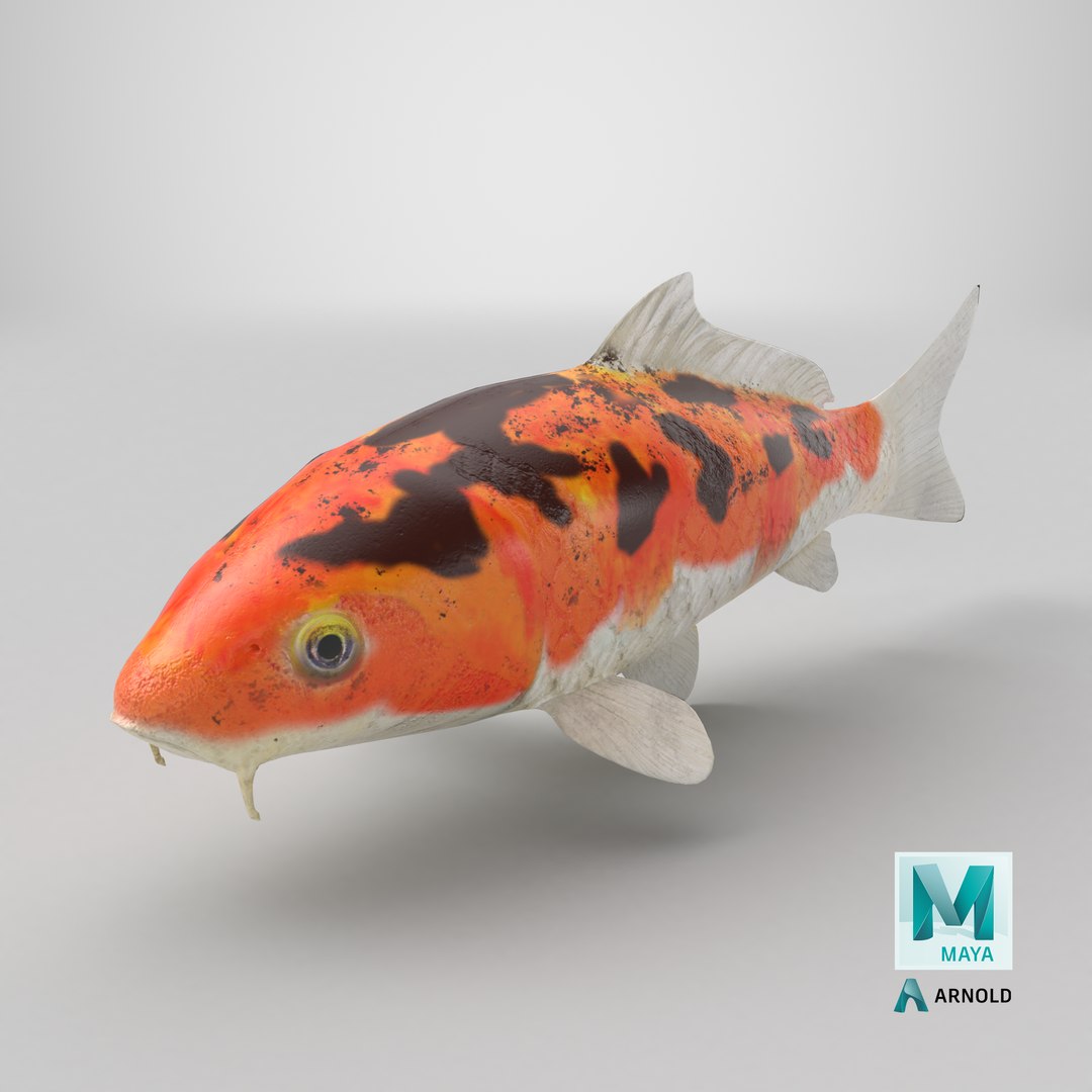 3D Model Koi Fish 2 - TurboSquid 2165616