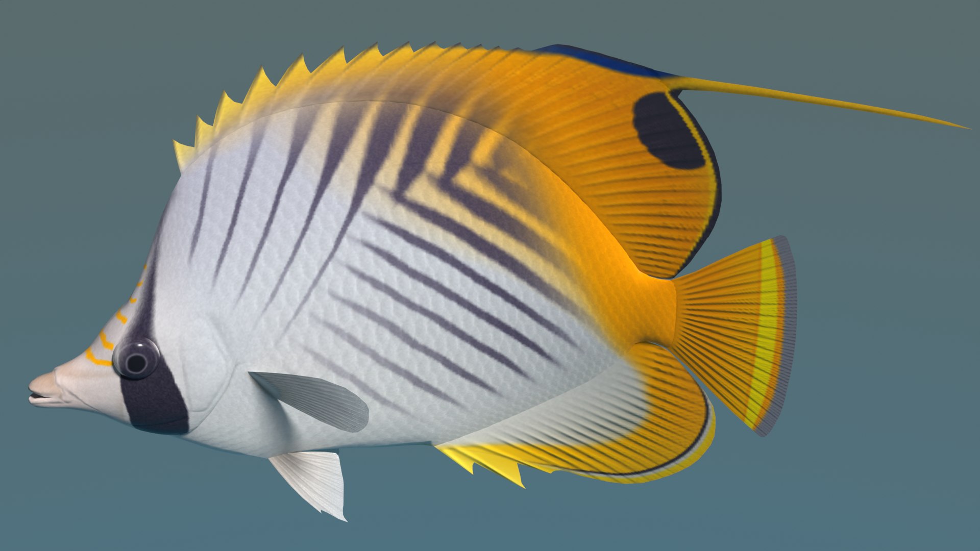 Threadfin Butterflyfish Threadfin Butterflyfish Chaetodon Auriga Fish