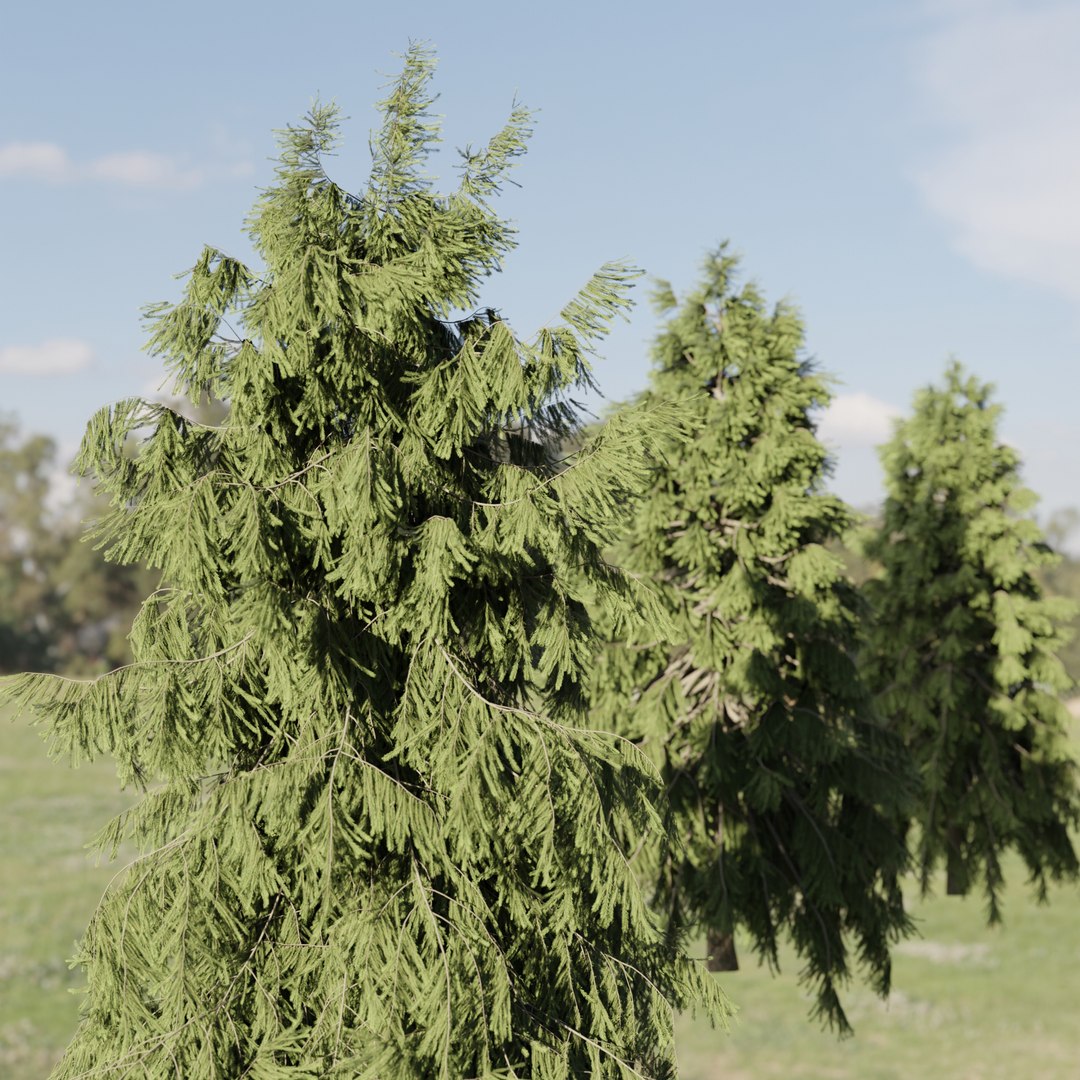 West Himalayan Spruce Trees Collection Vol 47-Blender-3d 3D Model ...