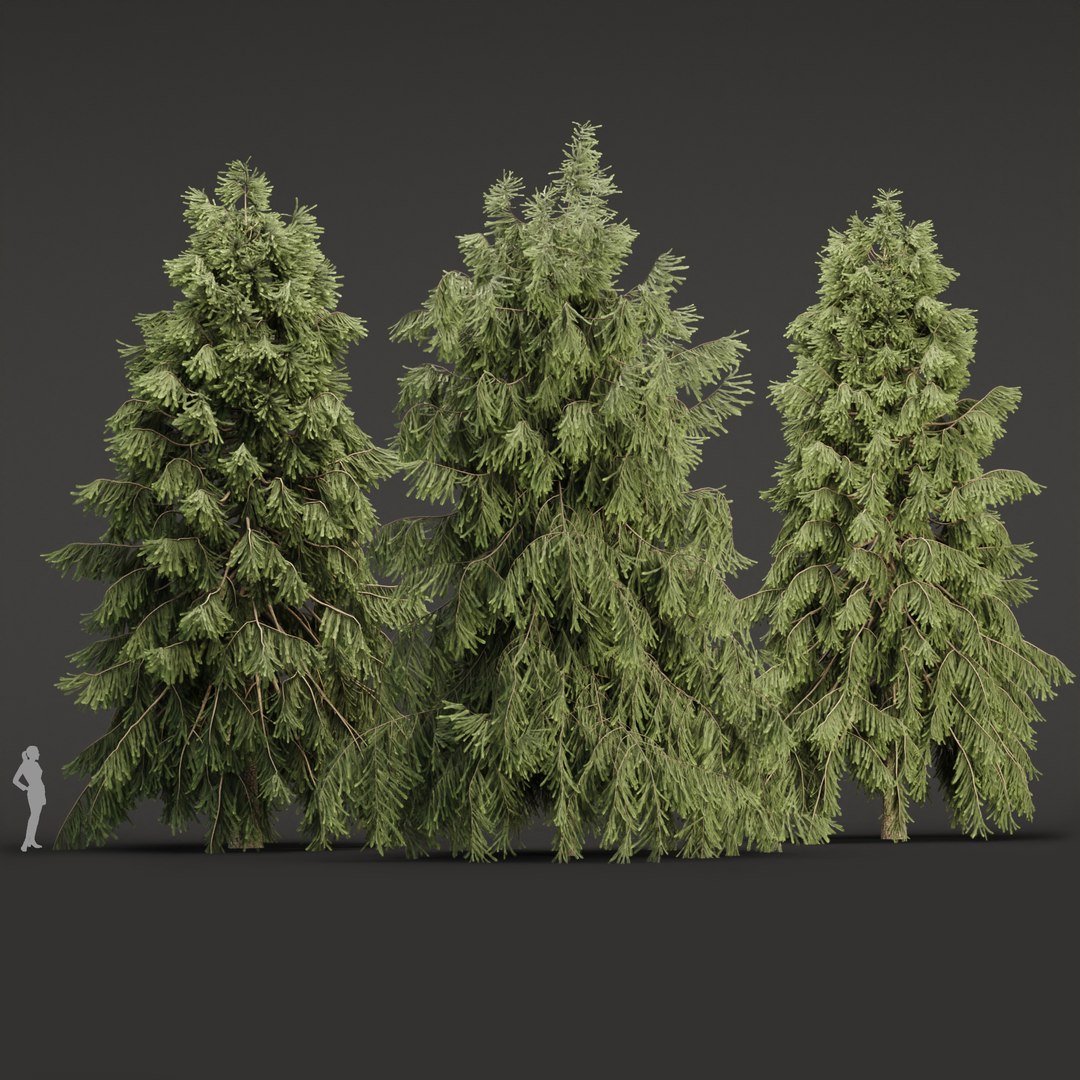 West Himalayan Spruce Trees Collection Vol 47-Blender-3d 3D Model - TurboSquid 2248964