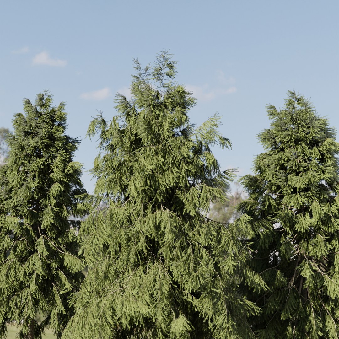 West Himalayan Spruce Trees Collection Vol 47-Blender-3d 3D Model - TurboSquid 2248964
